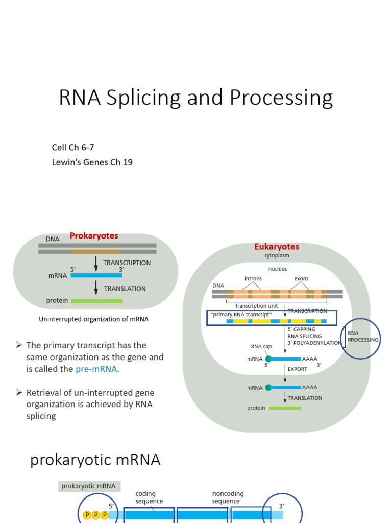 Lecture Slides - RNA Splicing Processing Stability and Localization | PDF | Messenger Rna ...