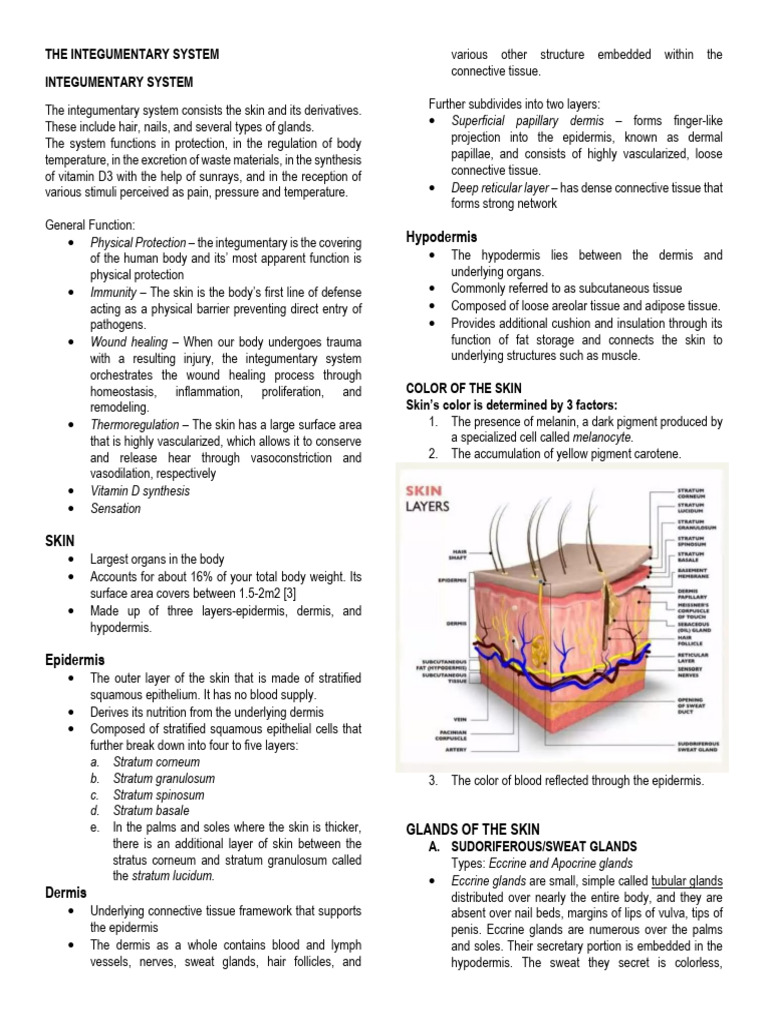 The Integumentary Systemm | PDF | Integumentary System | Skin