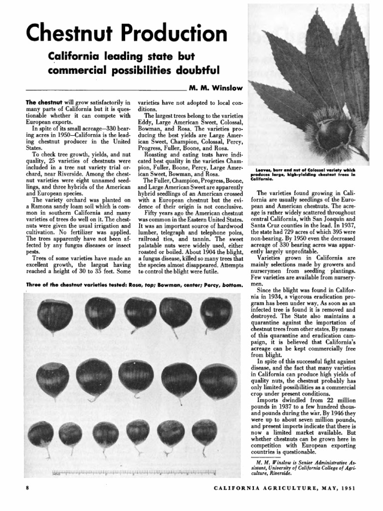 California Chestnut Production Insights | PDF | Chestnut | Plant Nursery