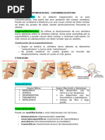 Signo del Perrito Escocés en Radiología | PDF | Vértebra | Medicina