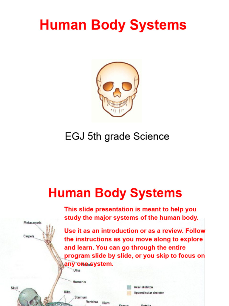 Overview of Human Body Systems | PDF | Digestion | Muscle