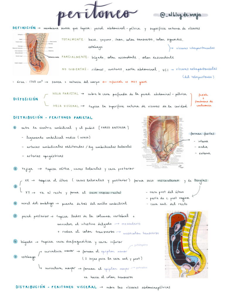 Abdomen - Peritoneo | PDF | Abdomen | Peritoneo