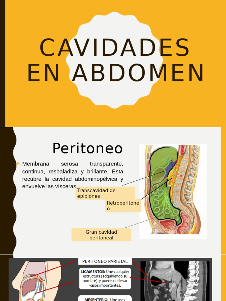 Anatomía del Peritoneo y Retroperitoneo | PDF | Peritoneo | Abdomen