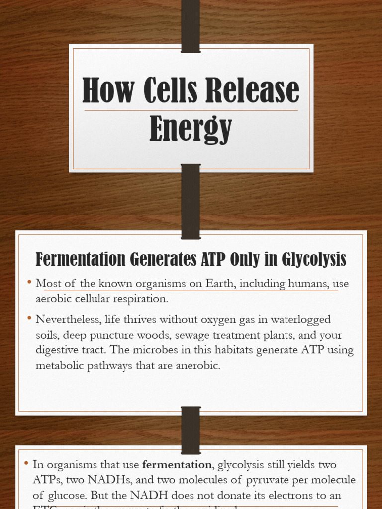 How Cells Release Energy (Part 3) | PDF