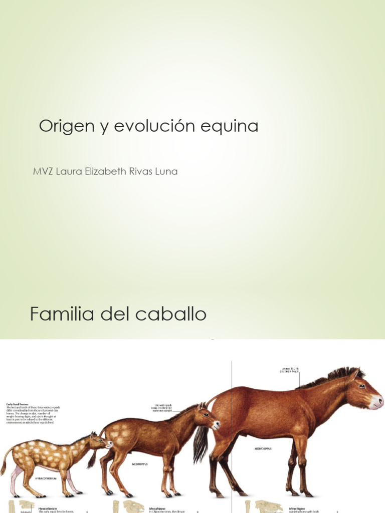 Clase 1 Origen y Evolución de Los Equinos | PDF | Caballos | Animales ...
