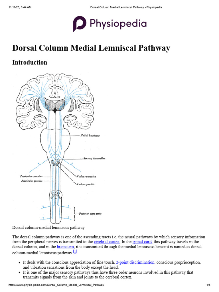 Motor - Sense - Dorsal Column Medial Lemniscal Pathway - Physiopedia ...