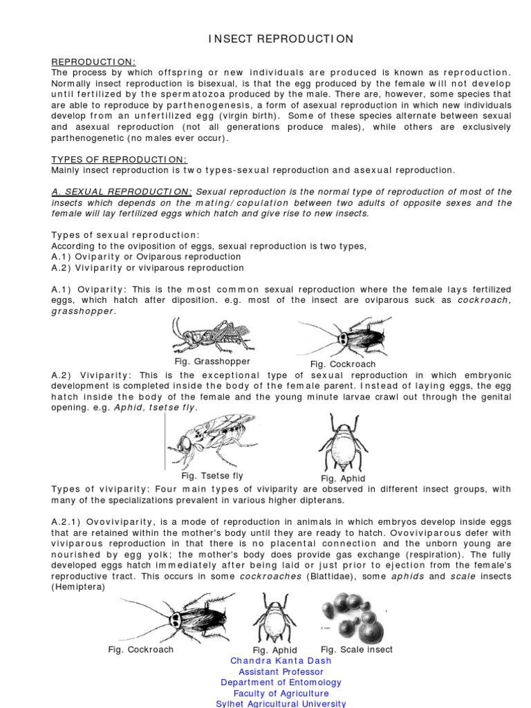 Insect Reproduction CK Dash SAU | PDF | Sexual Reproduction | Insects