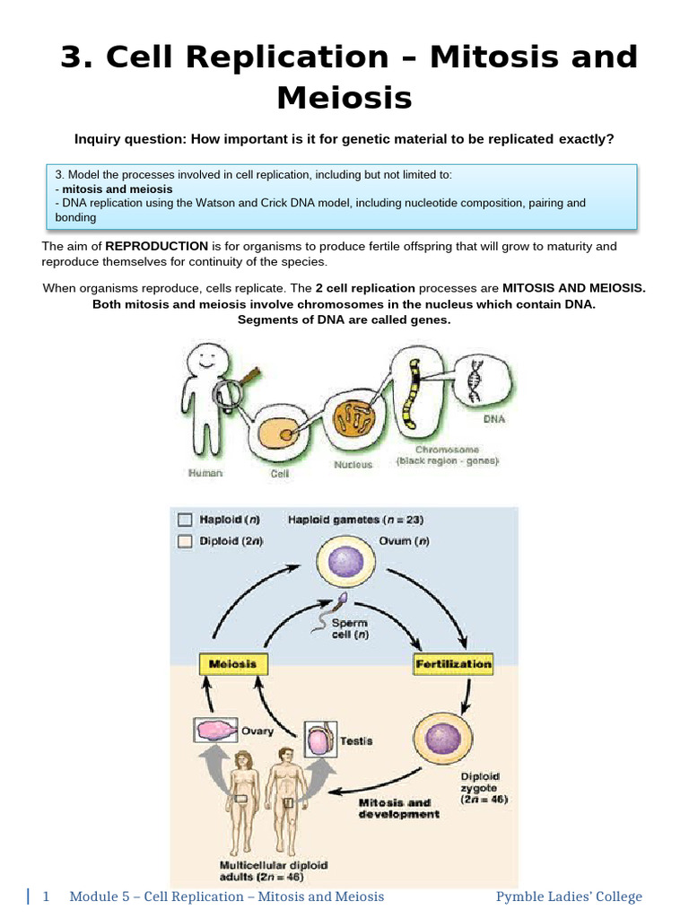 Mitosis and Meiosis: Cell Replication Explained | PDF | Mitosis | Meiosis