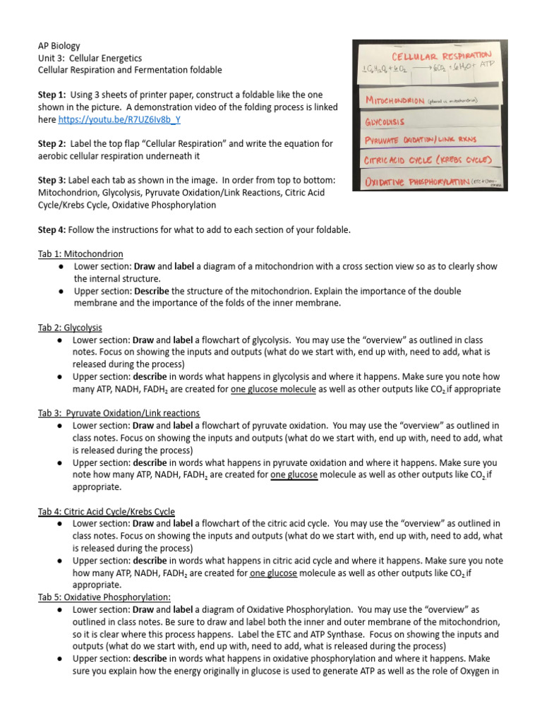 7 Cellular Respiration Foldable | PDF | Cellular Respiration | Diet ...
