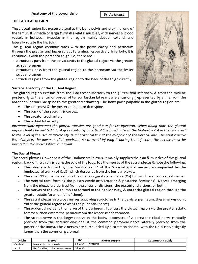 lower limbs anatomy | PDF | Pelvis | Human Leg