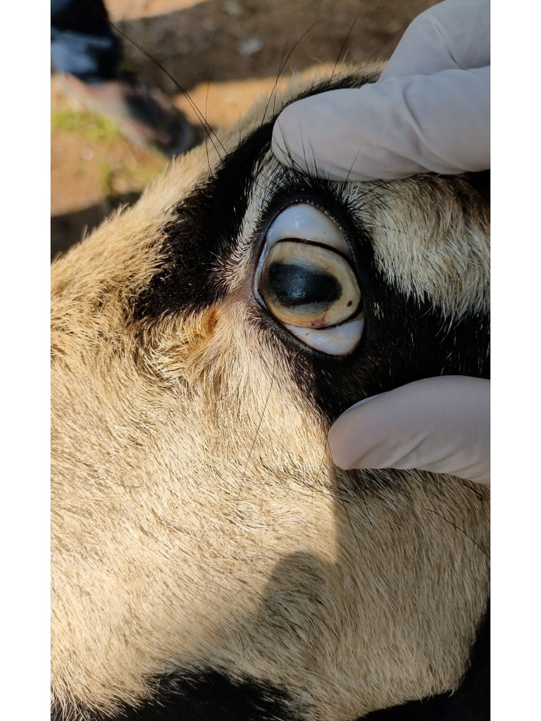 Sheep PM | PDF