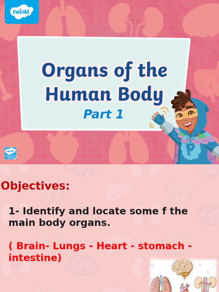 Explore Human Body Organs for Kids | PDF