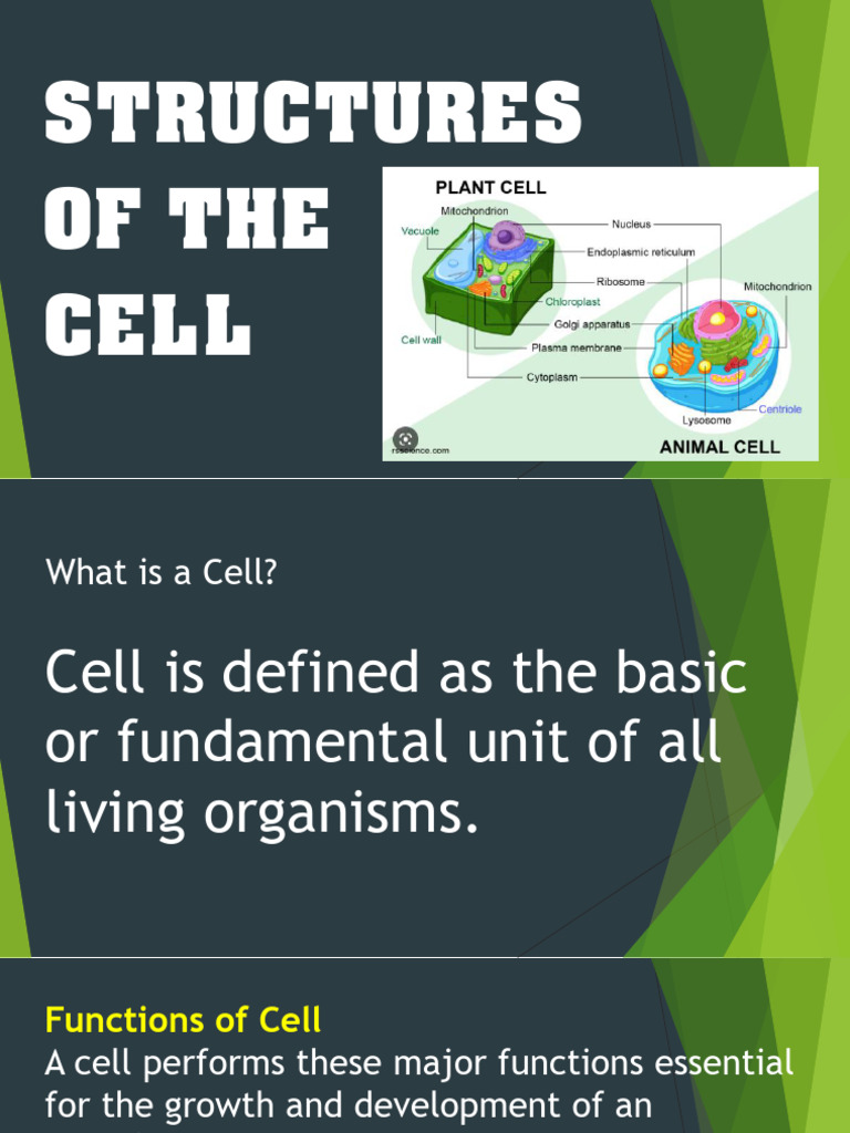 Cell Structure and Organization | PDF | Cell (Biology) | Endoplasmic ...