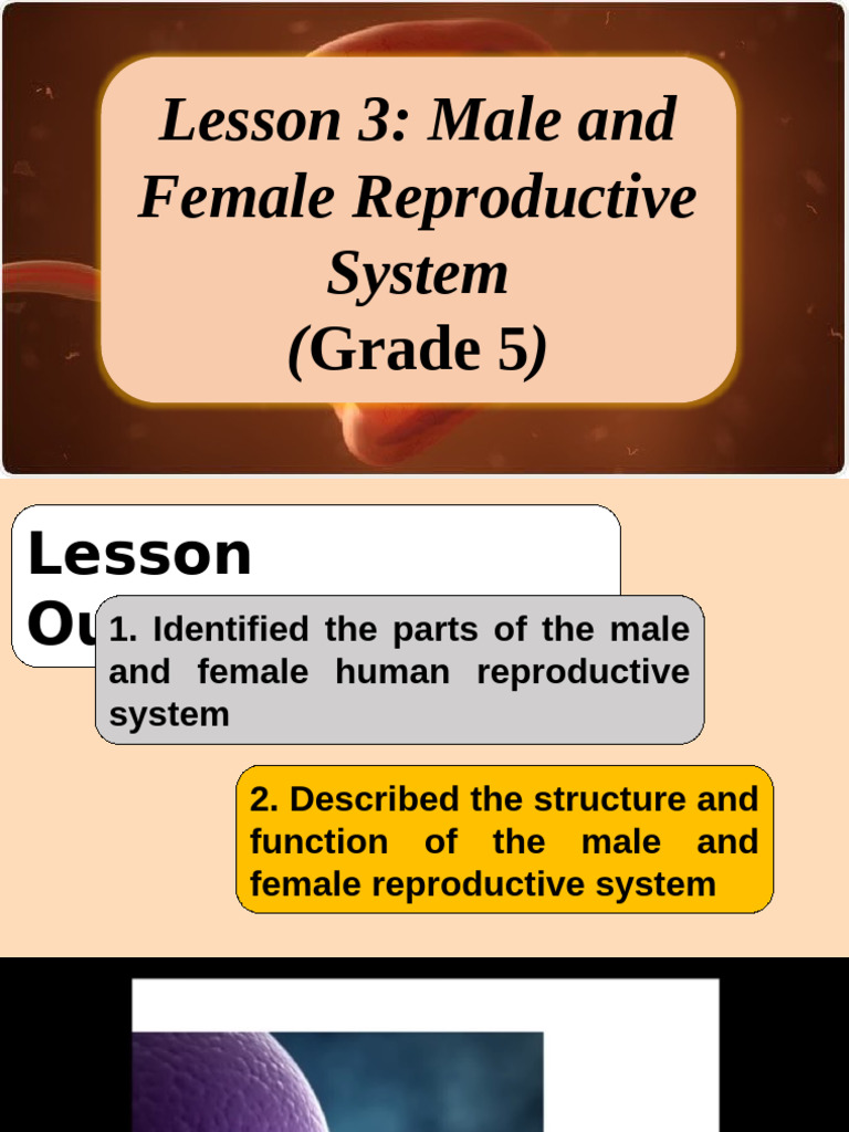 Science 1 Semi Lesson 1 Male and Female Reproductive System | PDF