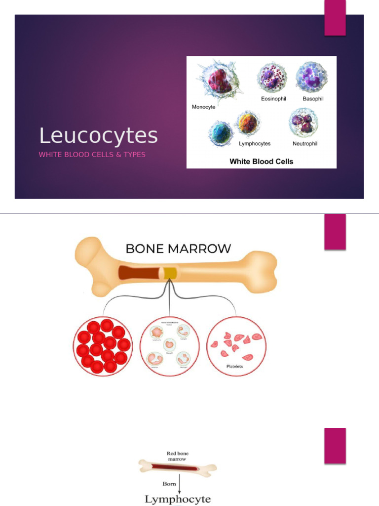 Leucocytes | PDF