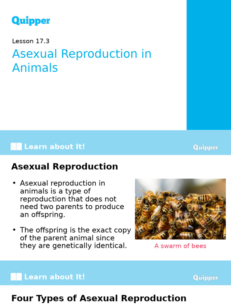 Asexual Reproduction in Animals Explained | PDF
