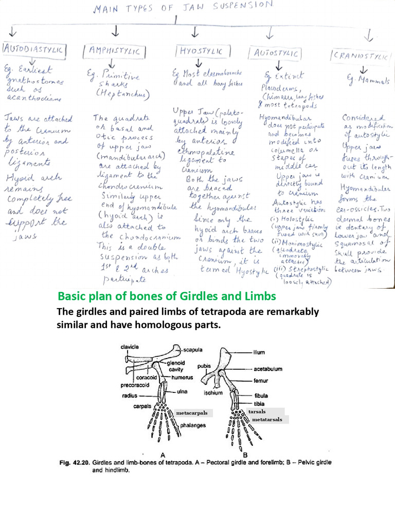 Unit 5 - Skeletal System (C.A Sem 4) Kaveri Maam Notes | PDF | Limbs ...