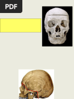 Anatomie des Os du Visage Humain | PDF | Anatomie humaine | Appareil ...