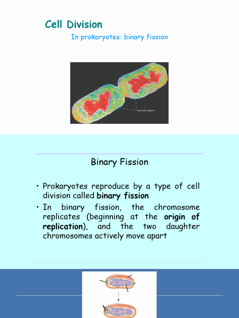 Cell Division: Prokaryotes & Eukaryotes | PDF | Cell Cycle | Mitosis