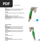 Anatomie Van de Heup | PDF