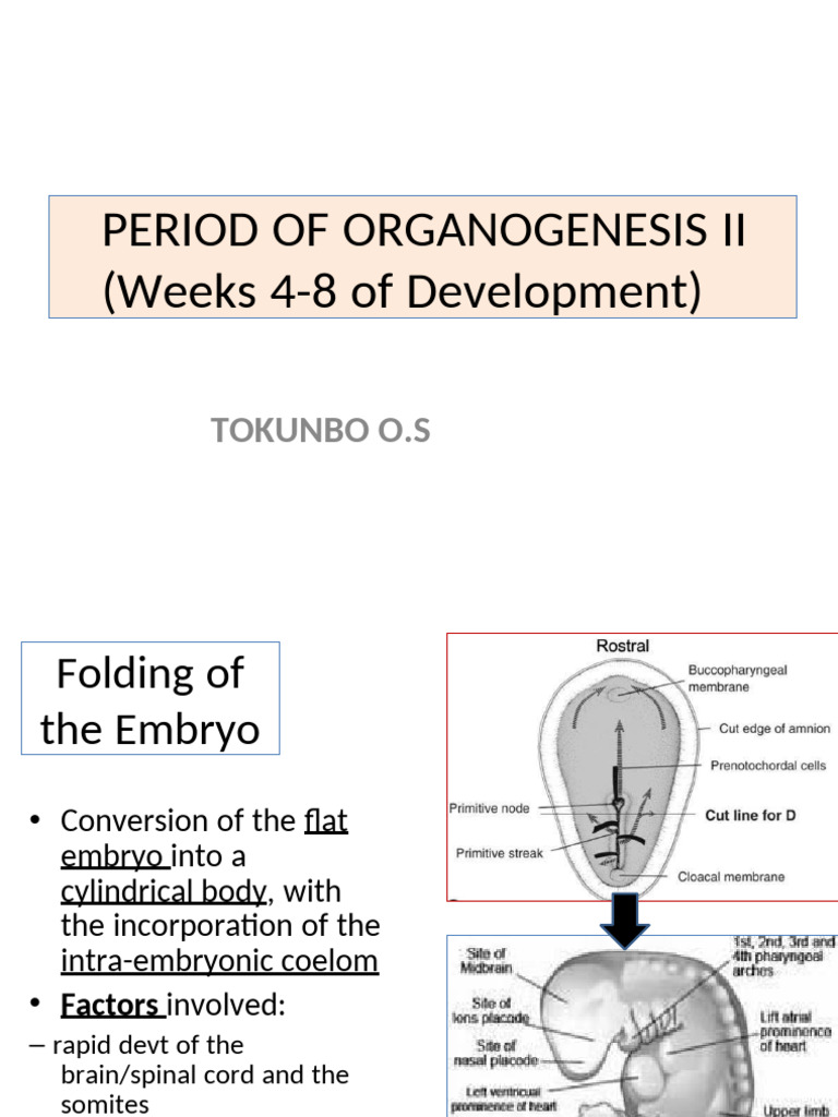 Organogenesis II: Embryonic Development | PDF | Anatomy | Morphology ...