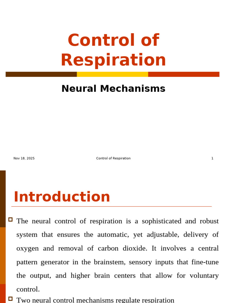 Neural Control of Respiration Explained | PDF | Exhalation | Respiration