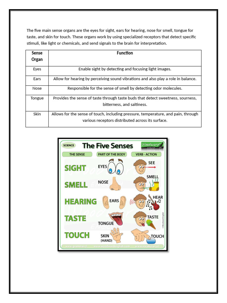 Understanding the Five Sense Organs | PDF | Senses | Taste