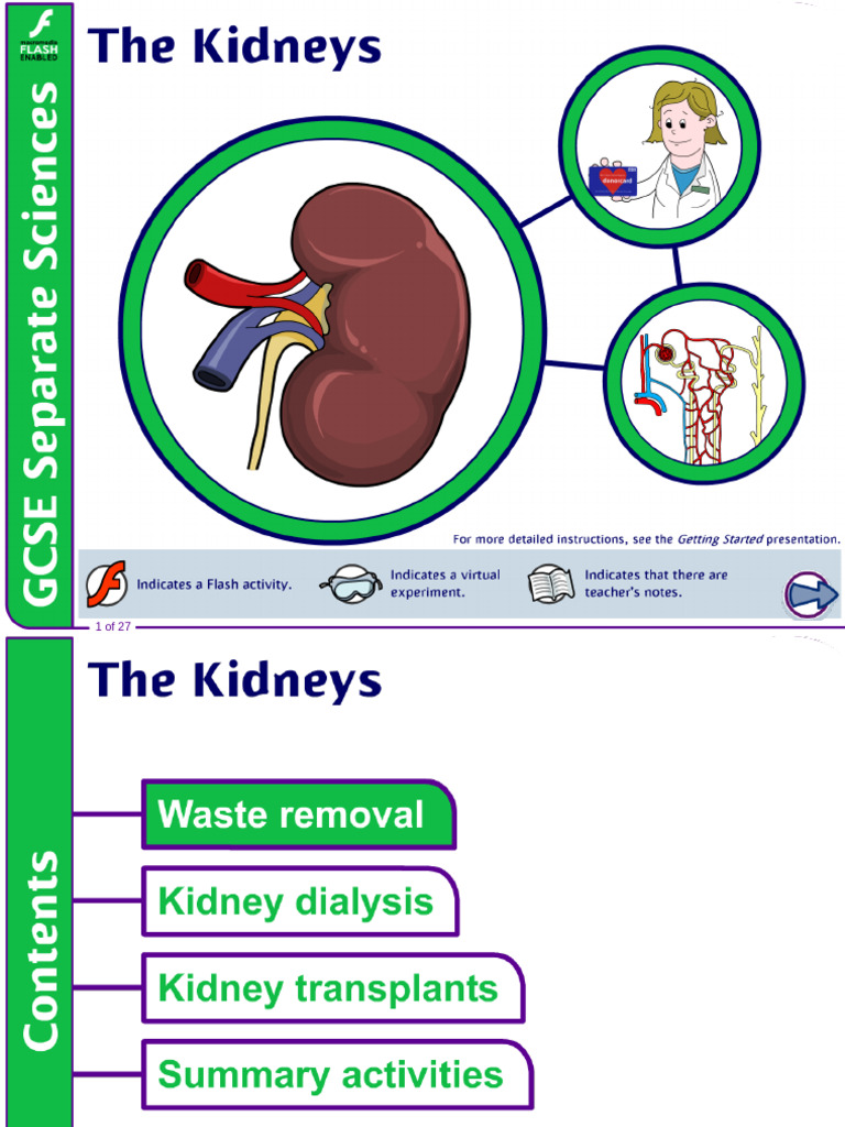 The Kidneys | PDF | Organ Transplantation | Urea