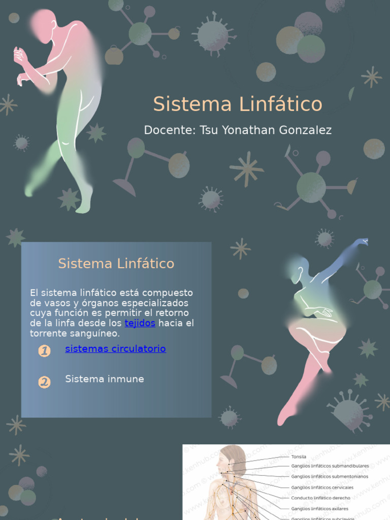 Clase 10 Sistema Linfatico | PDF