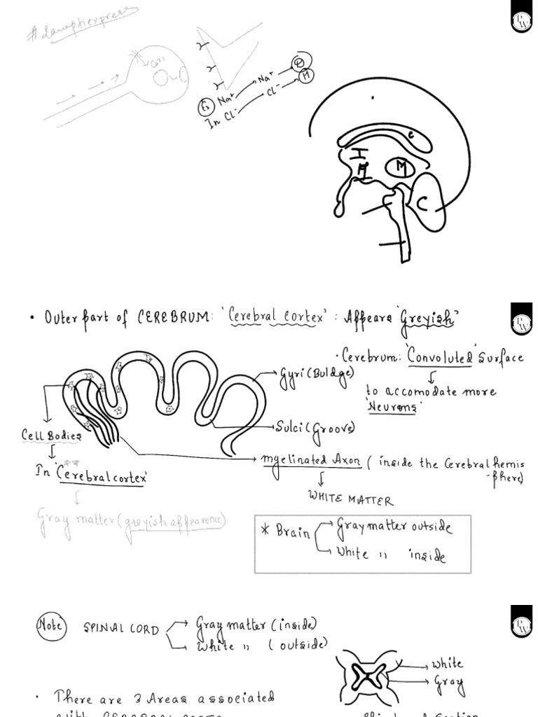 Neural Control and Coordination 05 Class Notes Zoology by Samapti Sinha ...