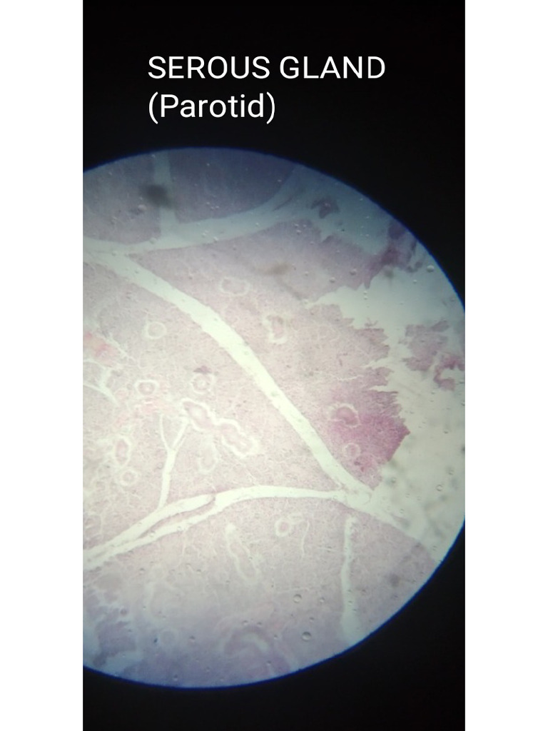 Glandular Tissue Pdf