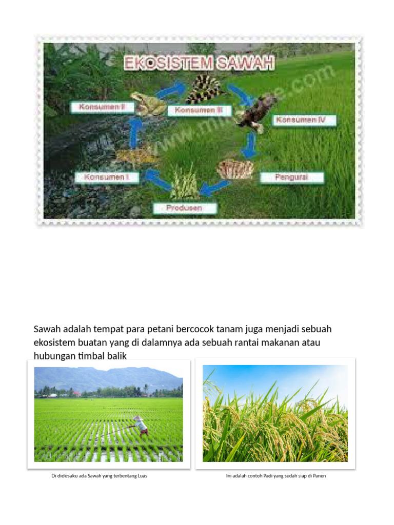 Sawah Adalah Tempat para Petani Bercocok Tanam Juga Menjadi Sebuah ...