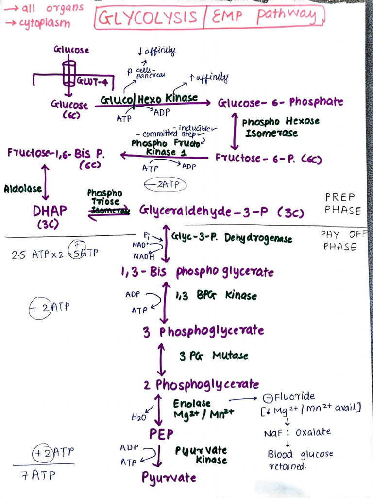 Impt Biochem Cycles | PDF | Natural Products | Nucleotides