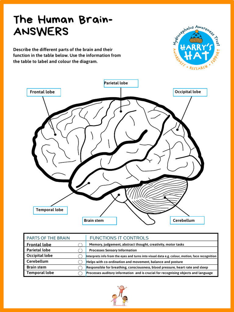 ANSWERS The Human Brain Labeling Worksheet | PDF