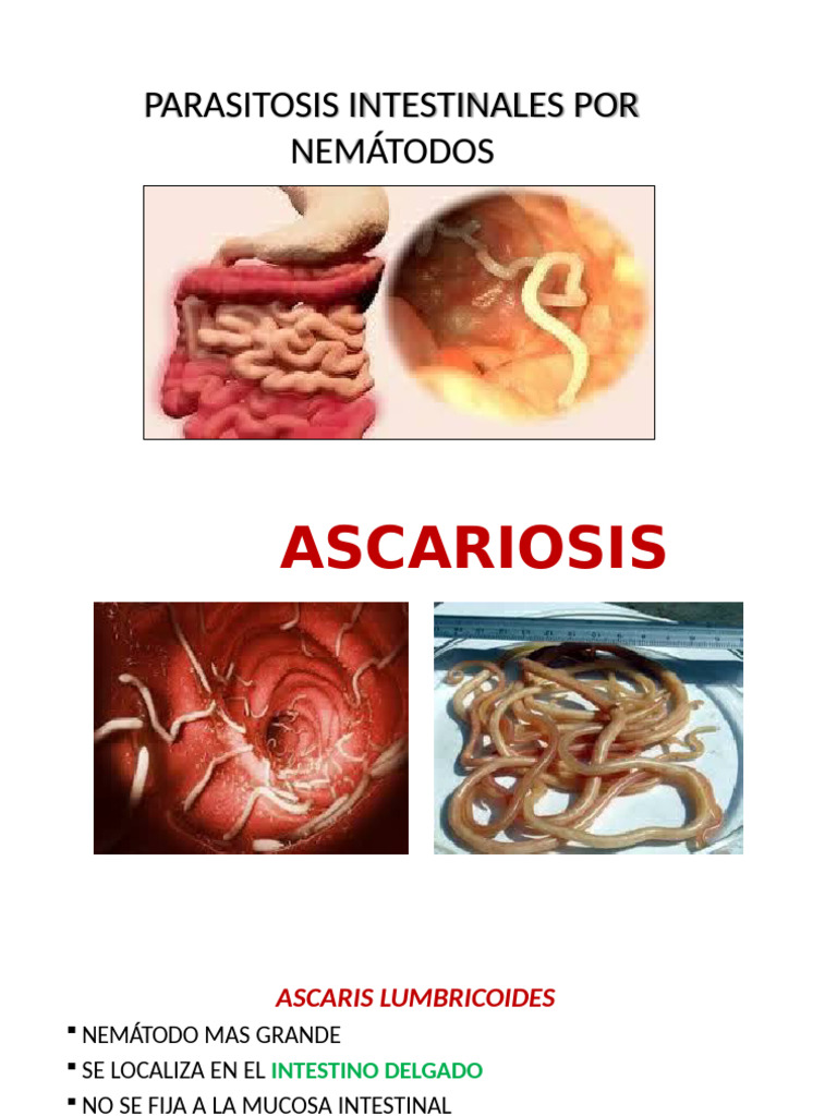Ascariosis, Uncinariosis, Estrongiloidiosis APSR | PDF | Especialidades Medicas