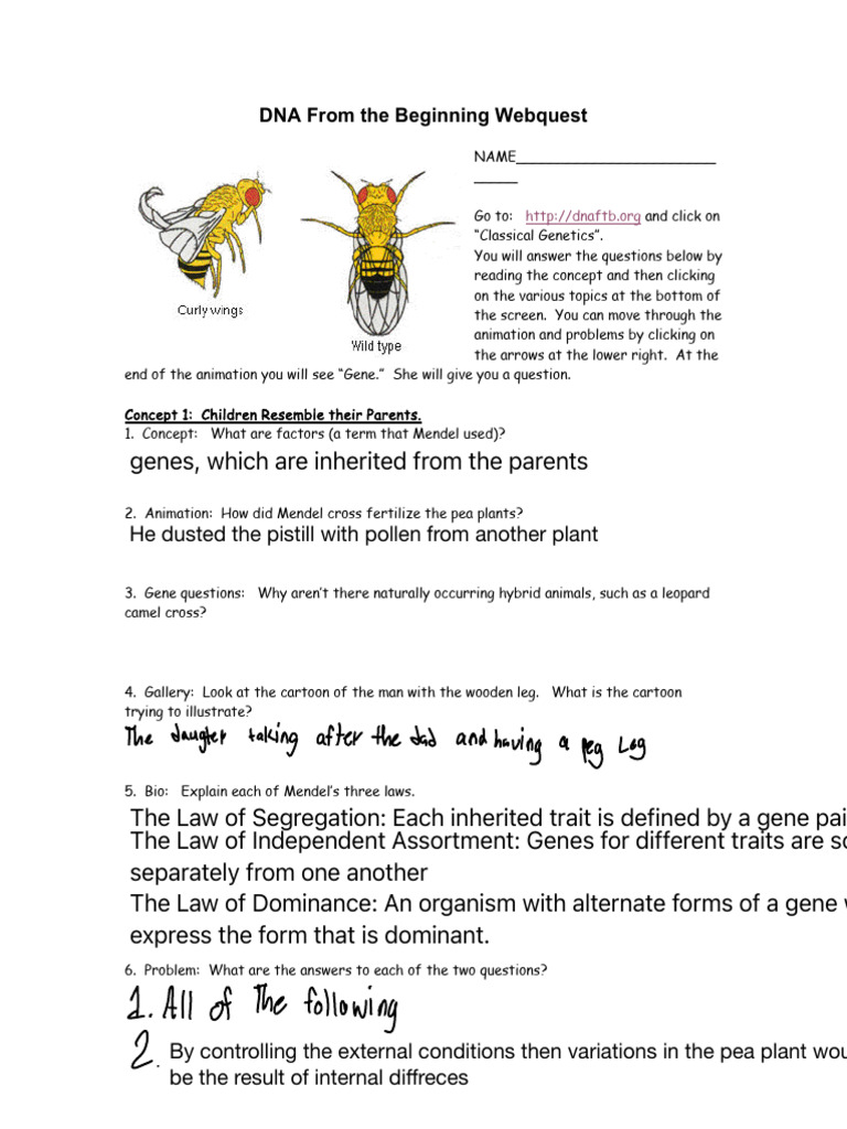 DNA From The Beginning Webquest | PDF | Gene | Life Sciences