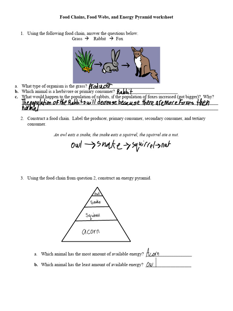 Food Chains Food Web and Energy Pyramid Review | PDF | Food Web | Foods