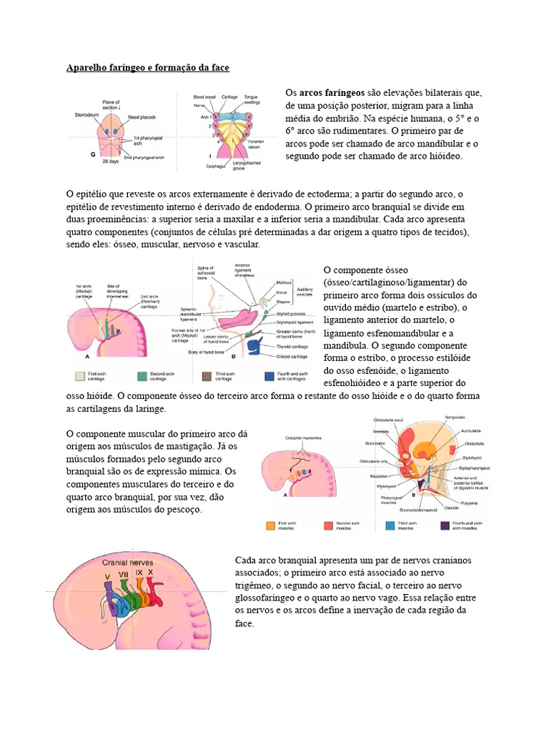 Aparelho Faríngeo e Formação Da Face | PDF | Língua | Anatomia humana