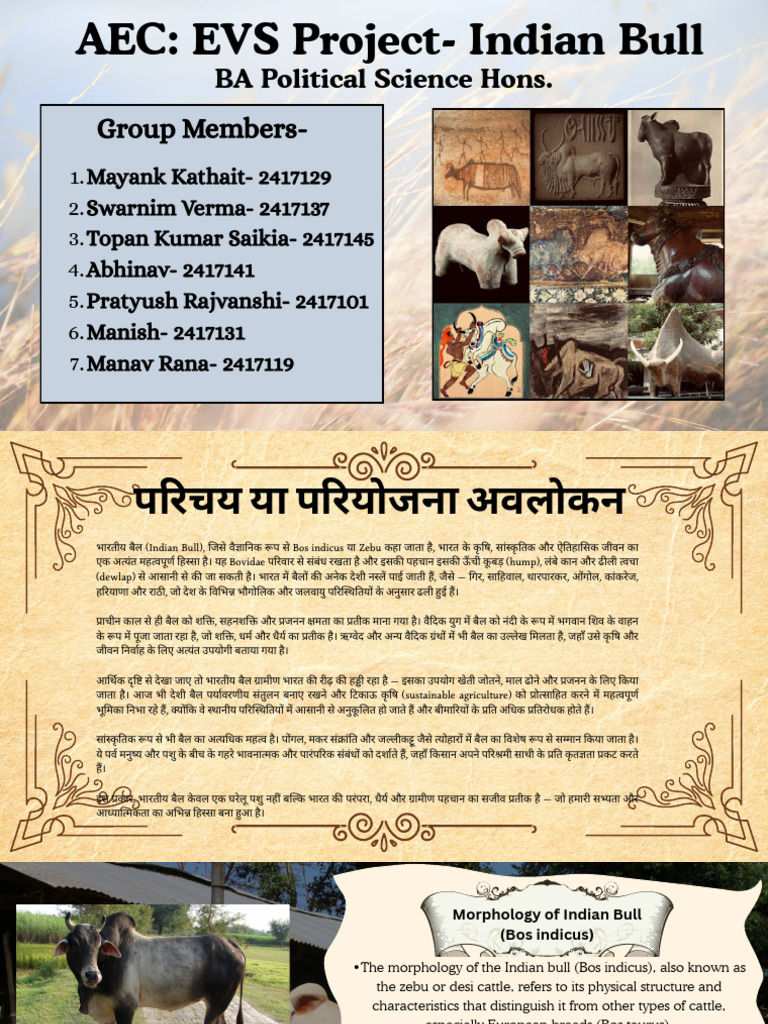 Preservation of Indian Bull PDF | PDF | Cattle