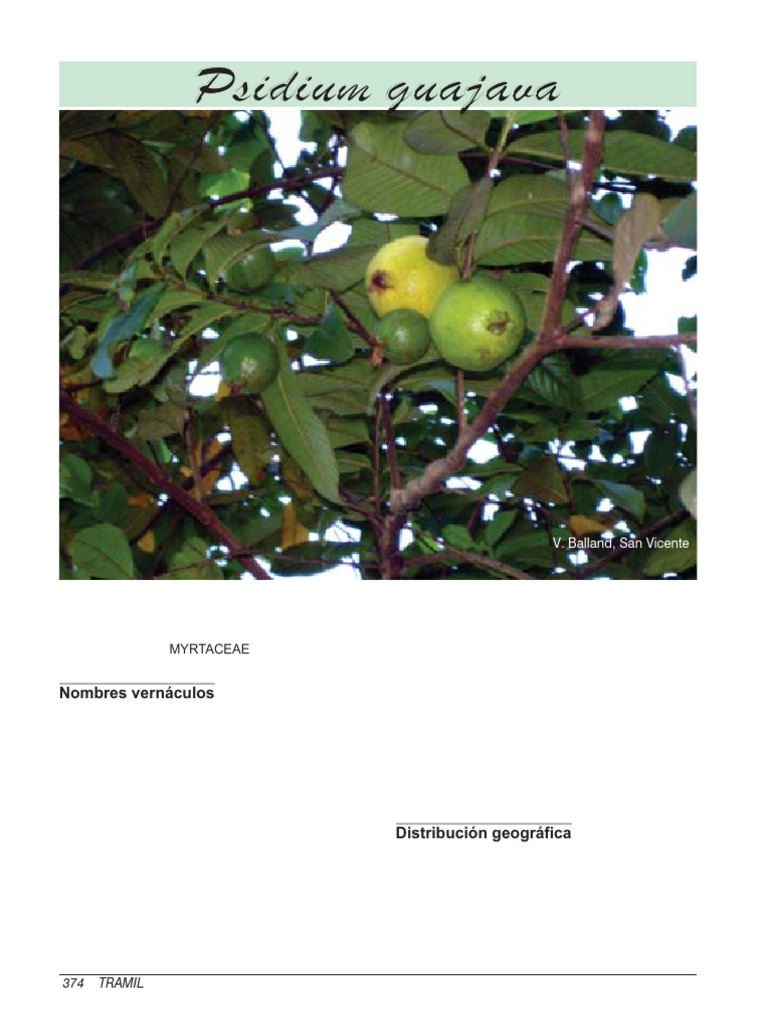 Guayaba - Psidum Guajava | PDF