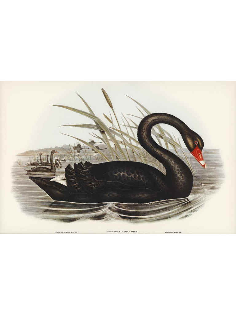 Black Swan Cygnus Atratus Illustrated by Elizabeth Gould | PDF