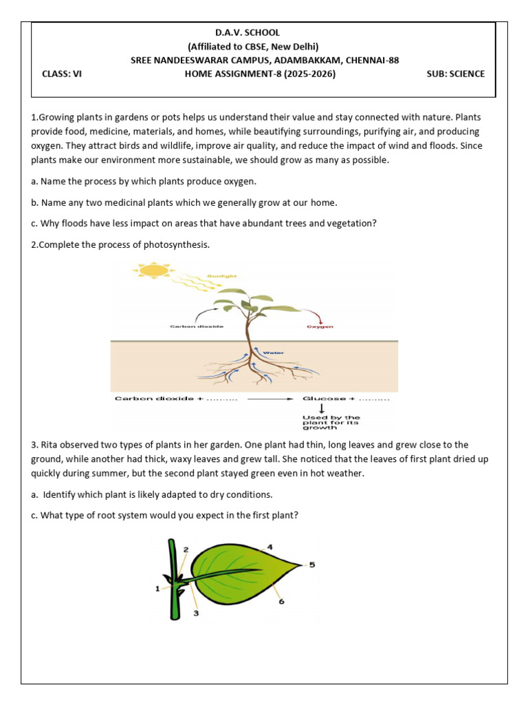 Class 6 SCIENCE HOME ASSIGNMENT 8 2025 26 1762764024 | PDF | Plants | Leaf