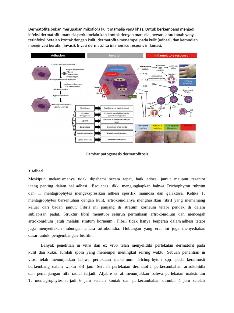 Patogenesis Infeksi Dermatofit pada Kulit | PDF