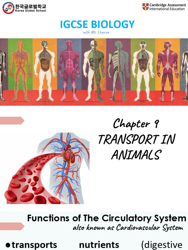 IGCSE Biology: Circulatory System Overview | PDF