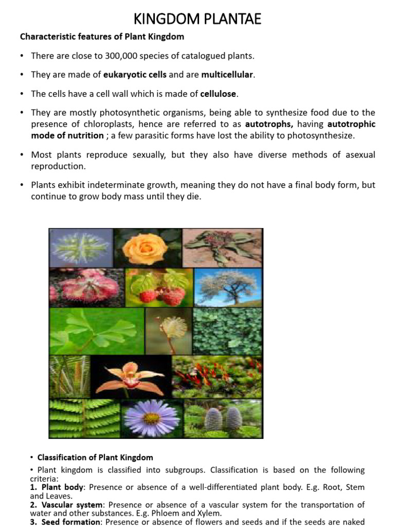 Kingdom Plantae | PDF | Plants | Seed
