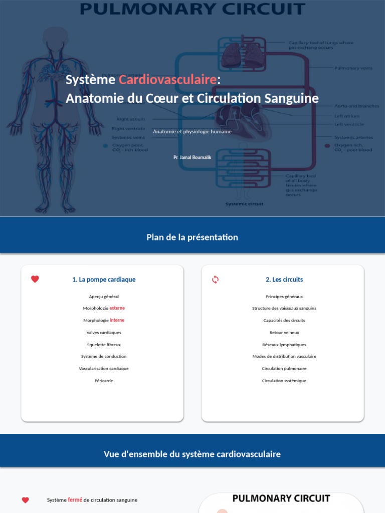 Anatomie et Circulation du Cœur | PDF | Aorte | Ventricule cardiaque