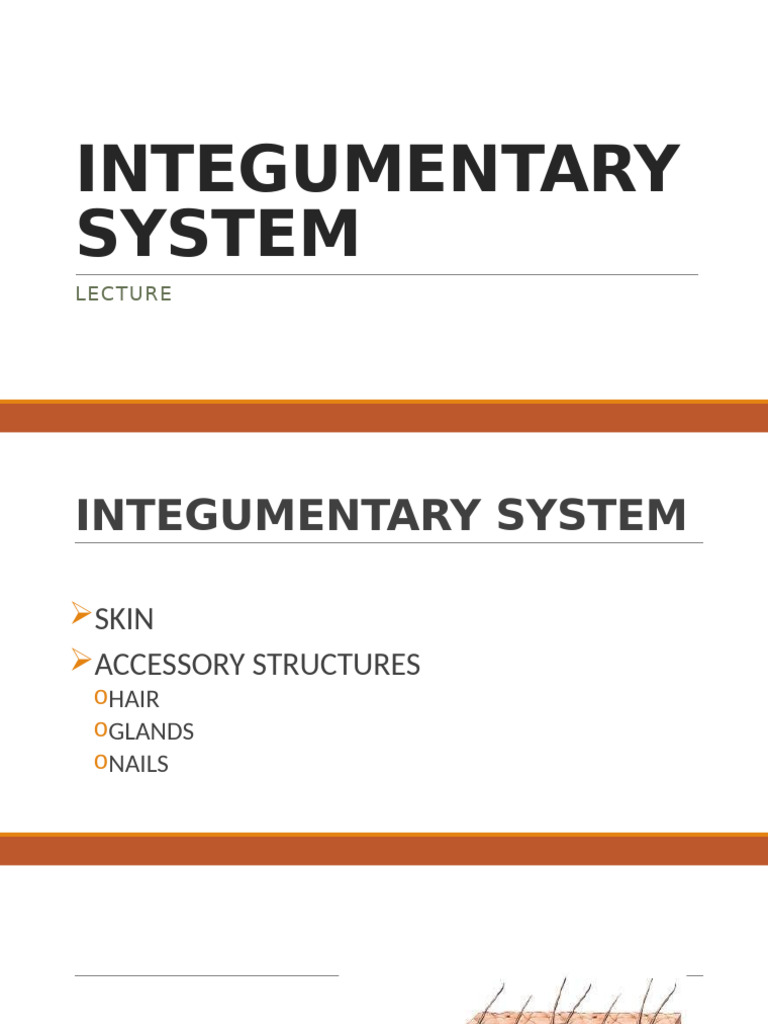 Chapter 5 Integumentary System | PDF | Skin | Epidermis