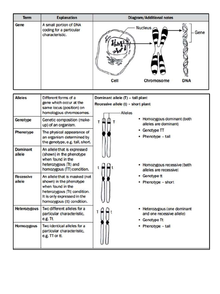 Genetics Terminology | PDF