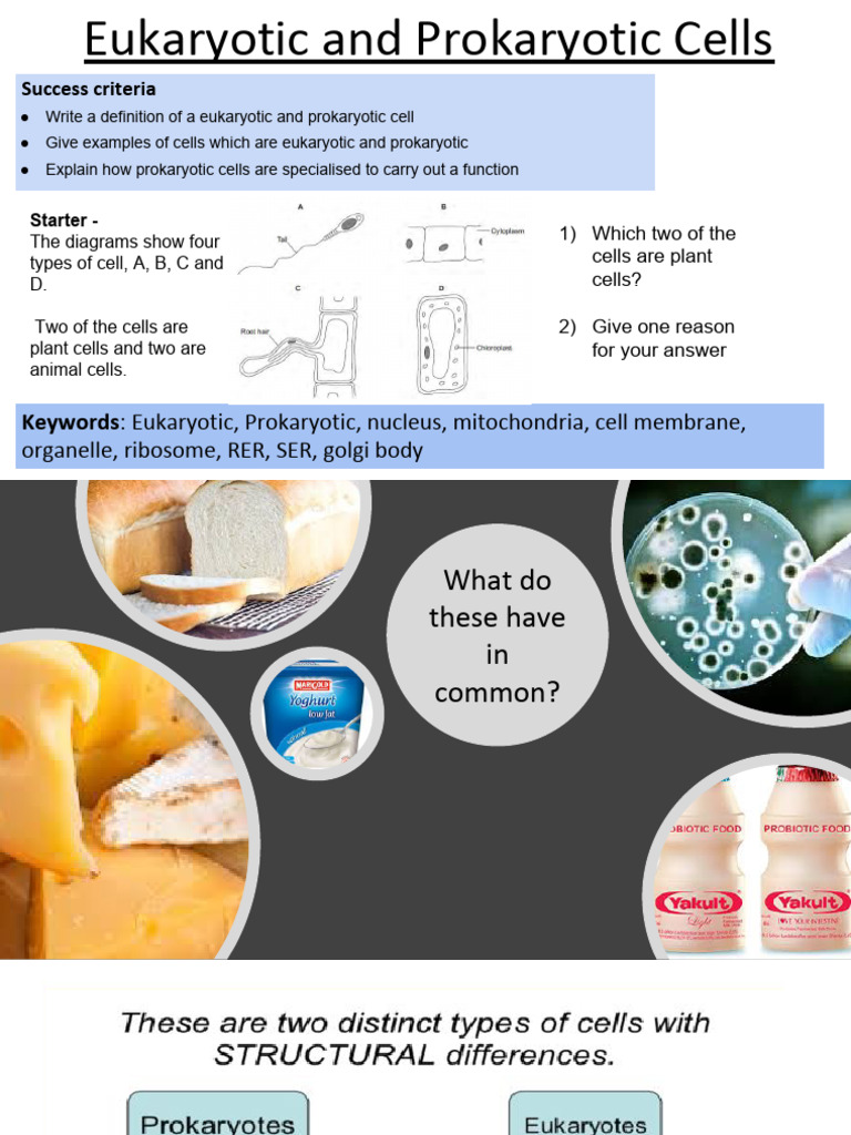 Eukaryotic vs Prokaryotic Cells Explained | PDF