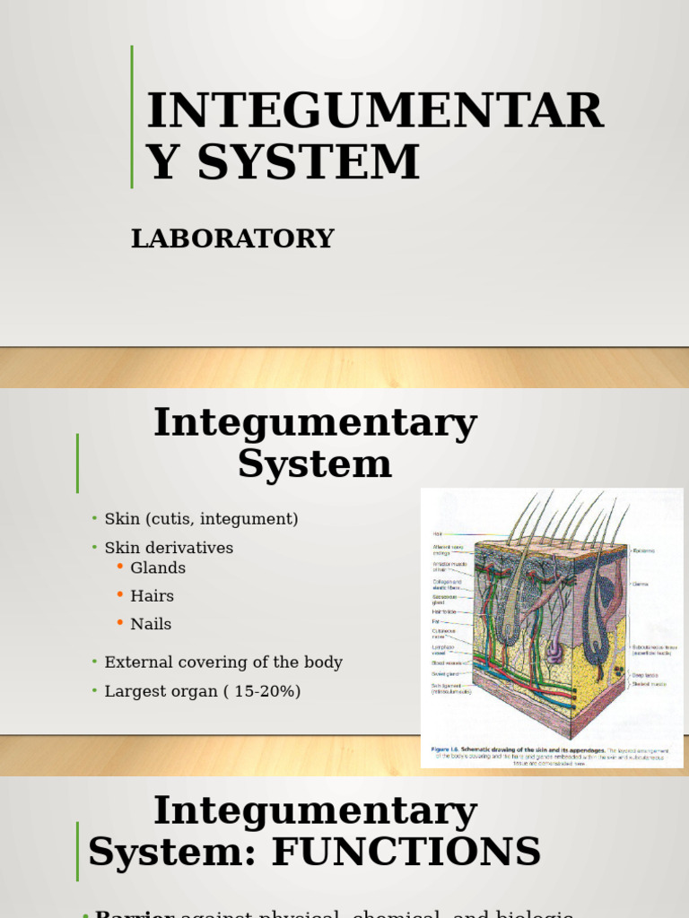 5 Integumentary System (Laboratory) | PDF | Integumentary System ...